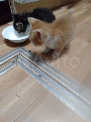 Котята в добрые руки бесплатно