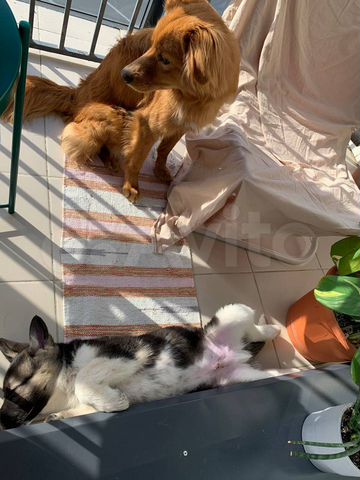 Мальчик ищет хозяина