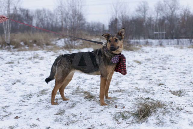 Добрая собака Комета из приюта очень хочет домой