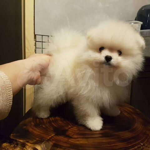 Померанский шпиц медвежьего типа