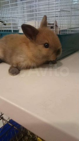 Кролики мини