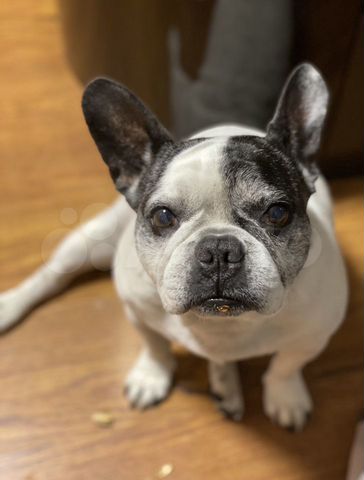 Французский бульдог