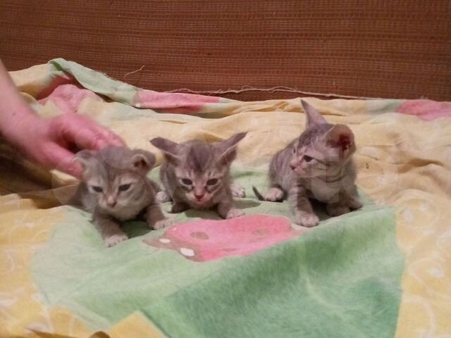 Кошка в дар