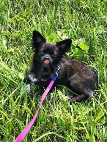 Вязка чихуахуа