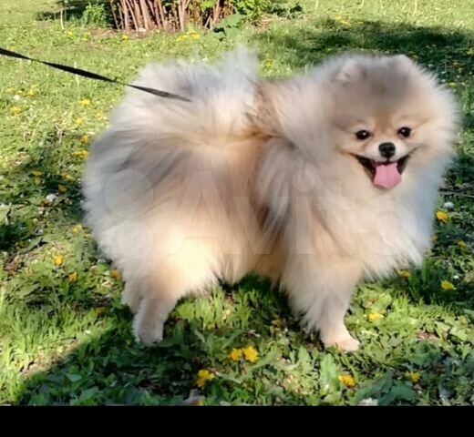 Предлагаем кобеля для вязки