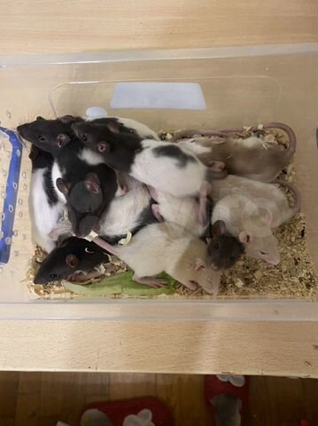 Крыски ручные малыши