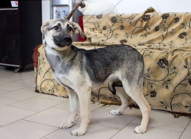 Собака девочка ищет дом