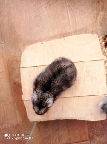 Джунгарские хомячки