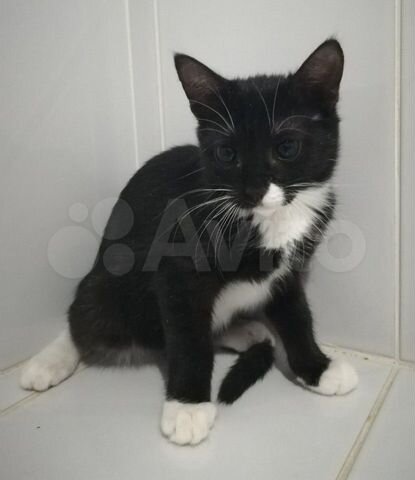 Нежная черно-белая малышка Мэй ищет дом)