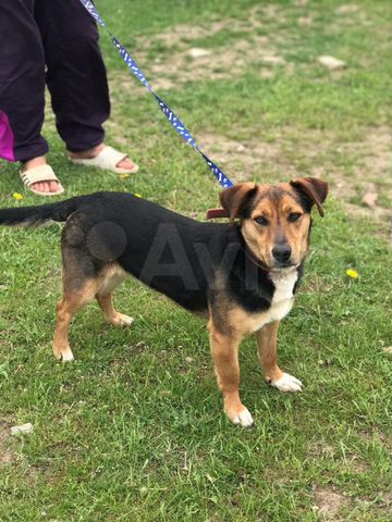 Ищет дом мелкая Собачка Мася