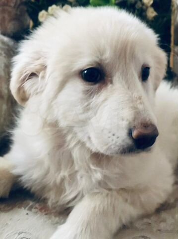 Метис золотистого ретривера