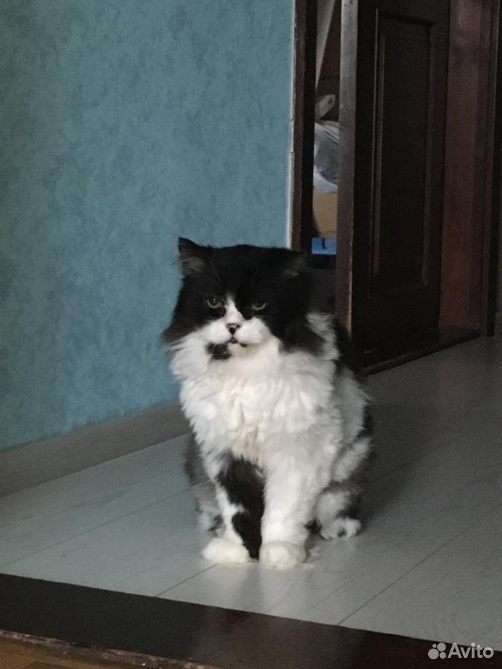 Кот Персидский ищет дом